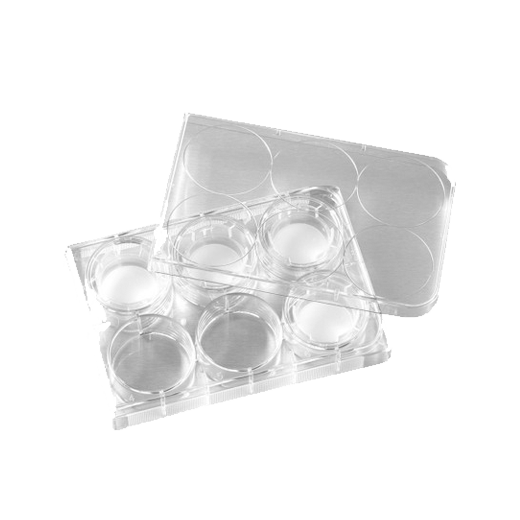 96-well Clear TC-treated Multiple Well Plates – FC-BIOS SDN BHD